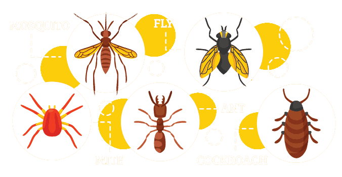 شركة مكافحة حشرات بجدة | رش الحشرات بالضمان | دلة جدة